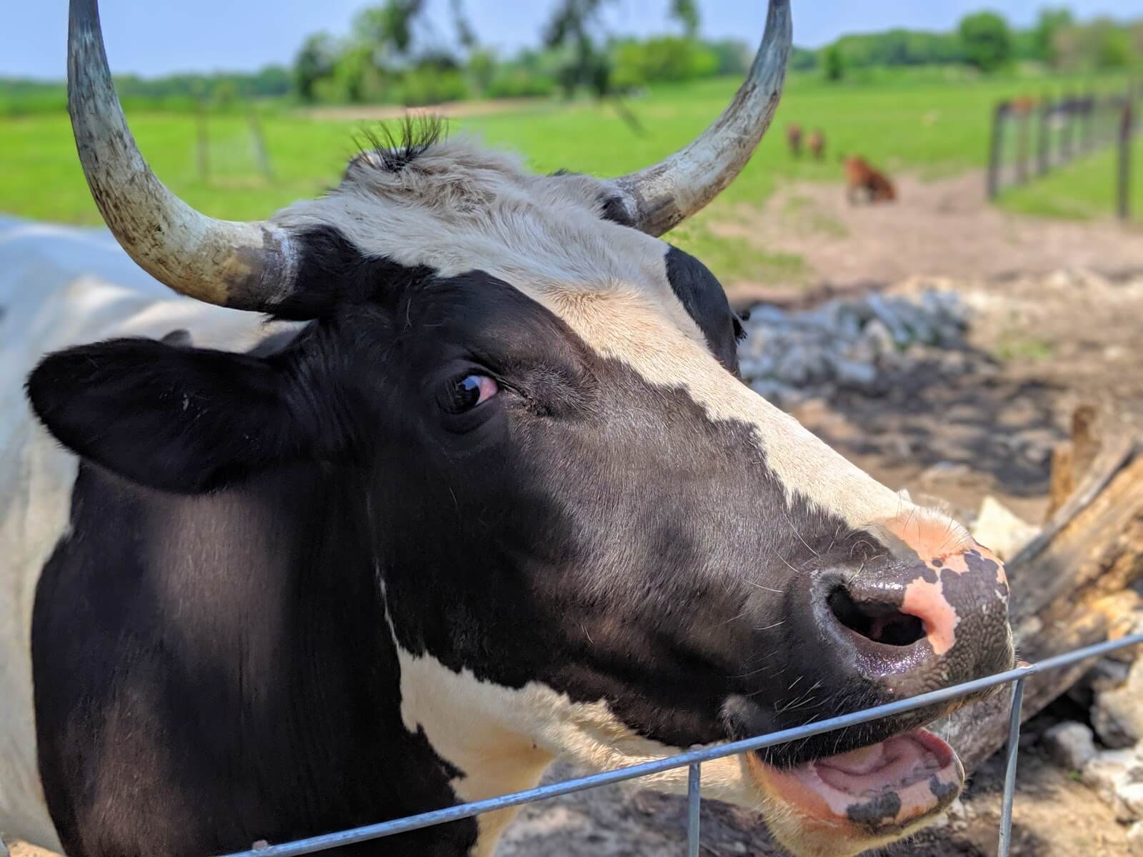 Iowa Farm Sanctuary - Explore The Plant-Powered World