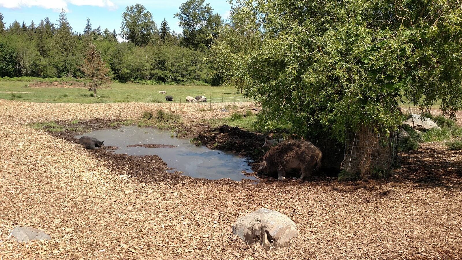 Pigs Peace Sanctuary - Explore The Plant-Powered World