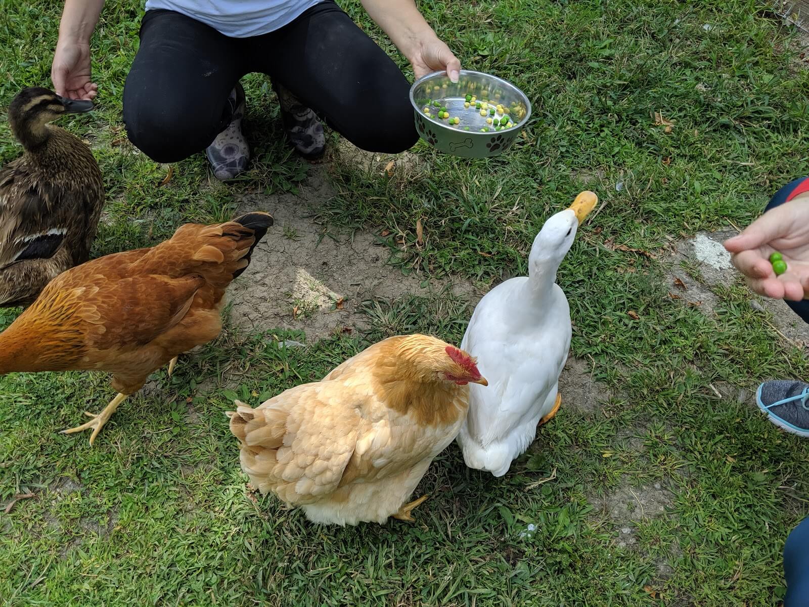 Spring Farm Sanctuary - Explore The Plant-Powered World