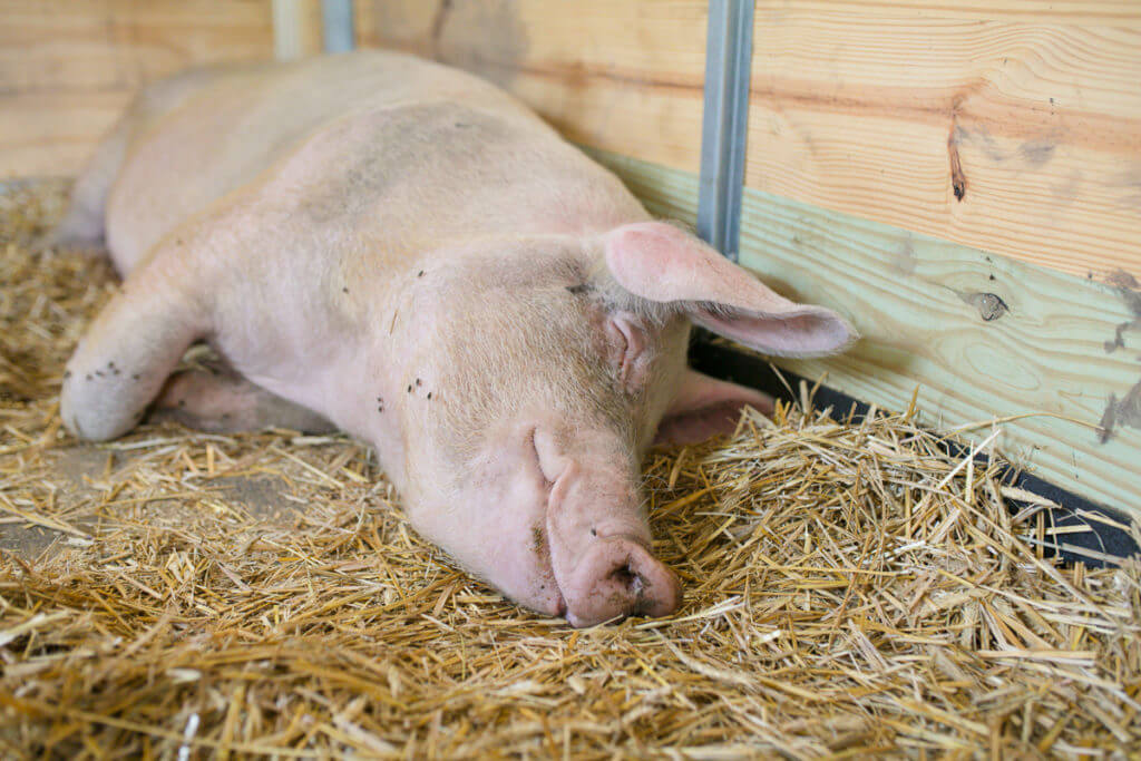 Spring Farm Sanctuary - Explore The Plant-Powered World