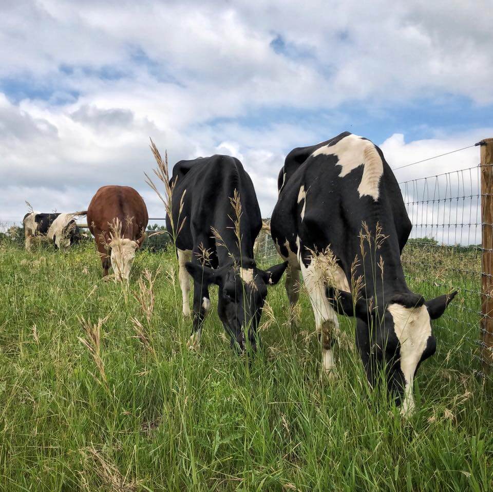 Spring Farm Sanctuary - Explore The Plant-Powered World
