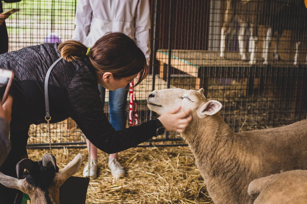 Spring Farm Sanctuary - Explore The Plant-Powered World