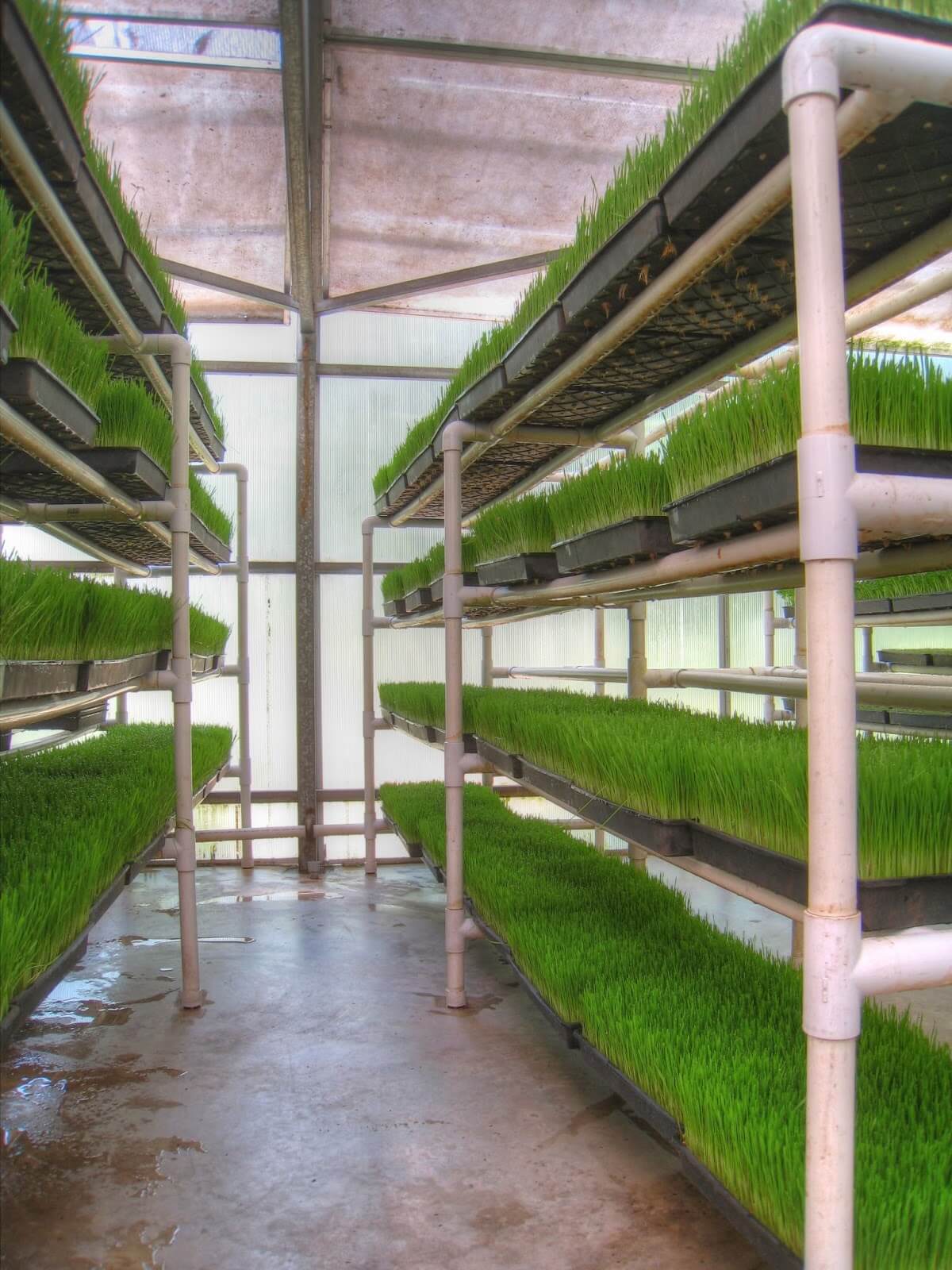 Hippocrates Health Institute - Explore The Plant-Powered World