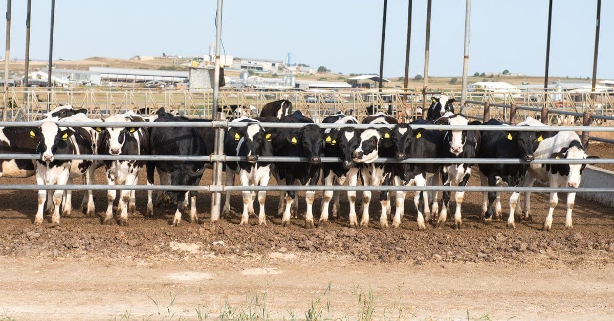 Petition Calling For Animal Farming Reduction Sent To World Leaders - Vkind