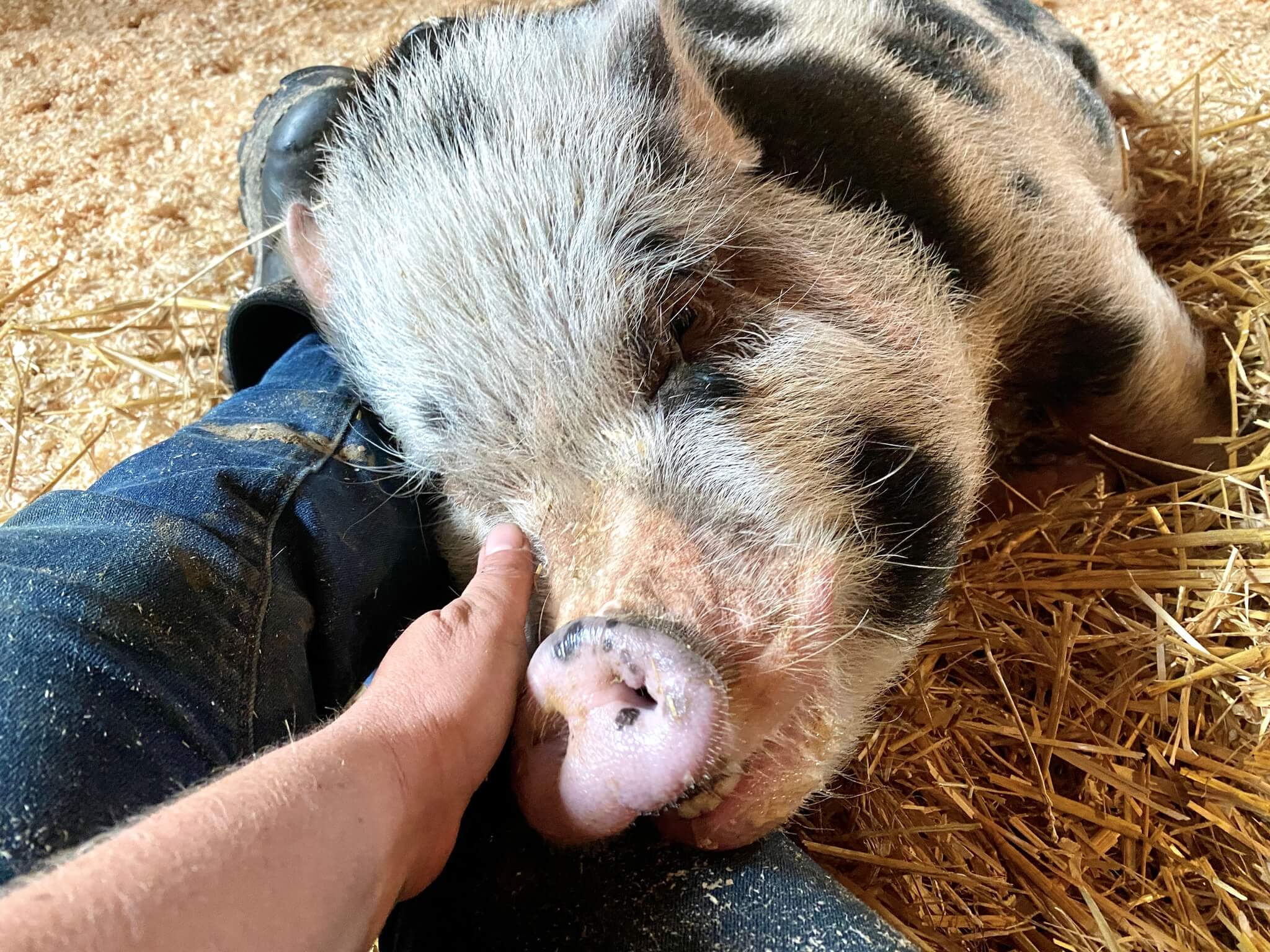 Peace Ridge Sanctuary - Explore The Plant-Powered World