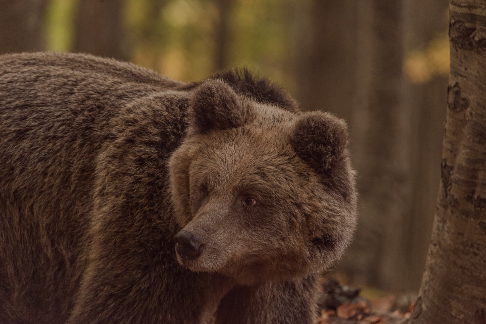 ARCTUROS - Explore The Plant-Powered World