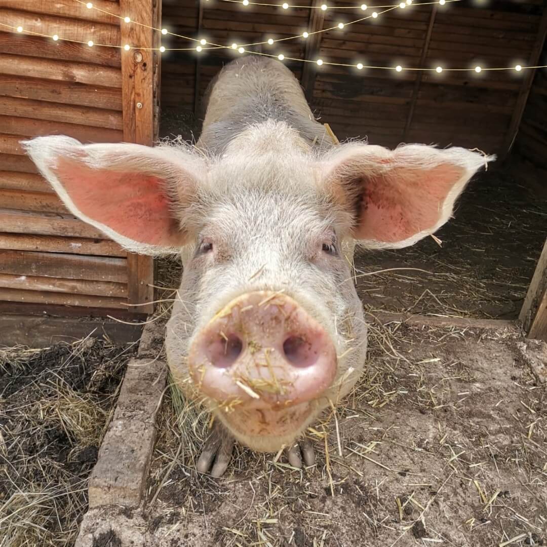 Asher's Farm Sanctuary - If It's Vegan, It's On Vkind!