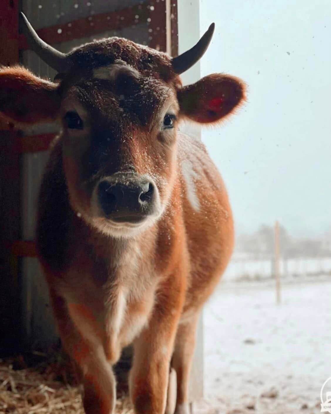 Punk Rock Vegan Movie - Explore The Plant-Powered World