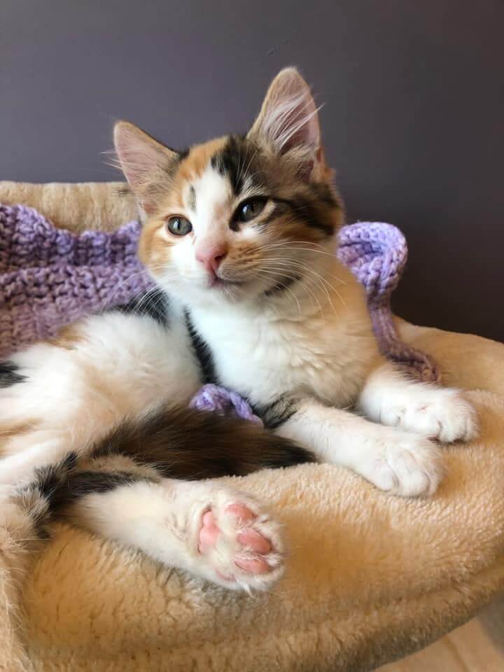 Yorkshire Cat Rescue - If It's Vegan, It's On Vkind!